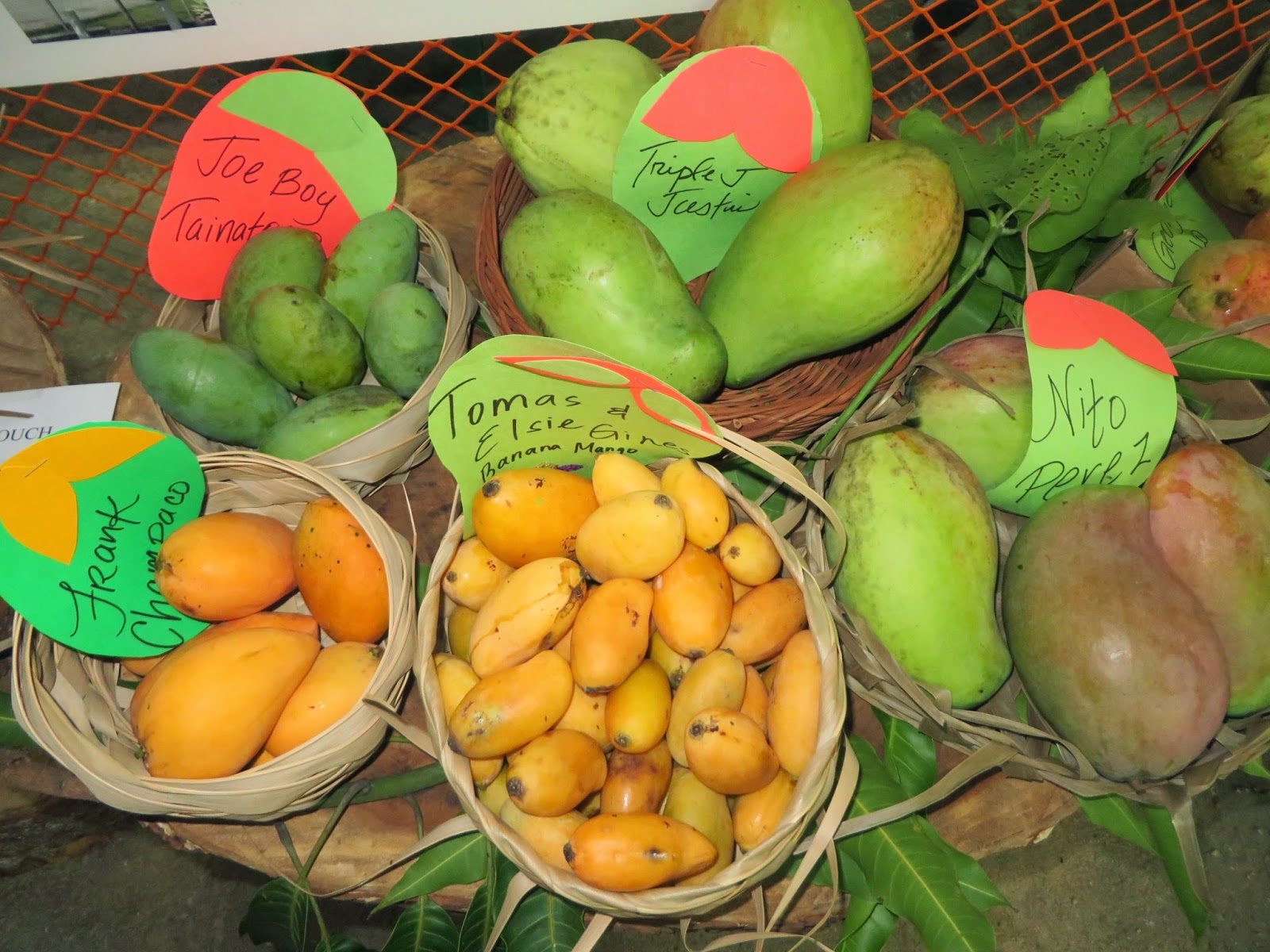 Hursts in Micronesia: Its Mango season in Guam